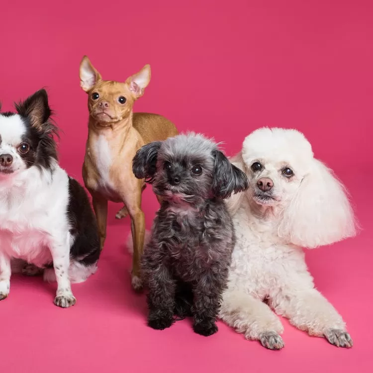 Veterinarian Irvine, CA | Paw Sweet Paw Veterinary Hospital - Vet Care ...
